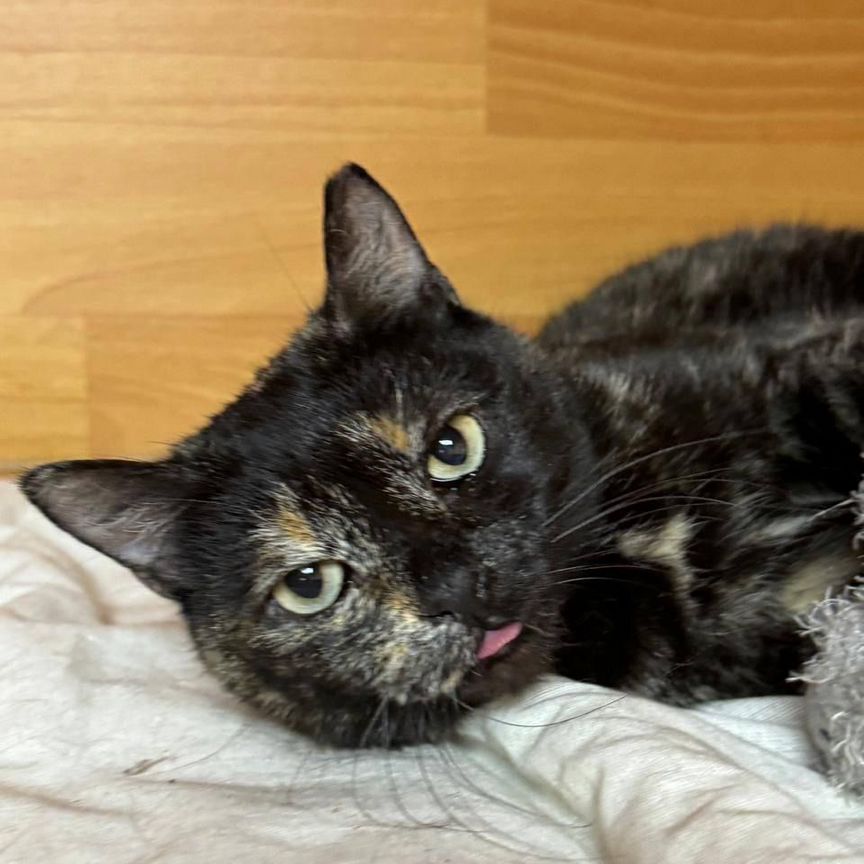 Нора, кошка-красавица из приюта в добрые руки