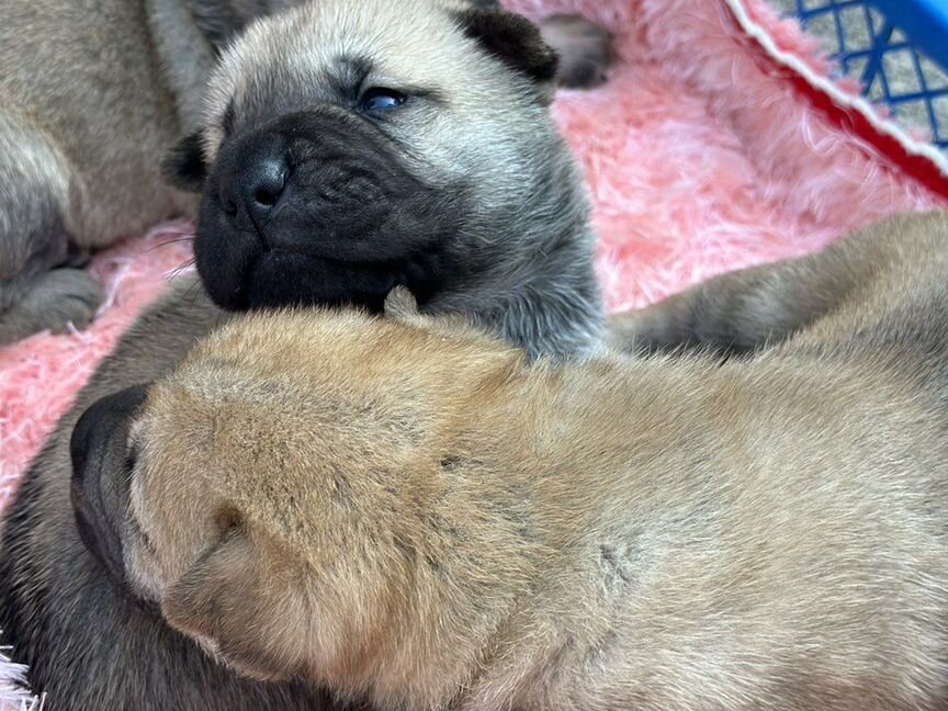 Собаки щенки шарпей