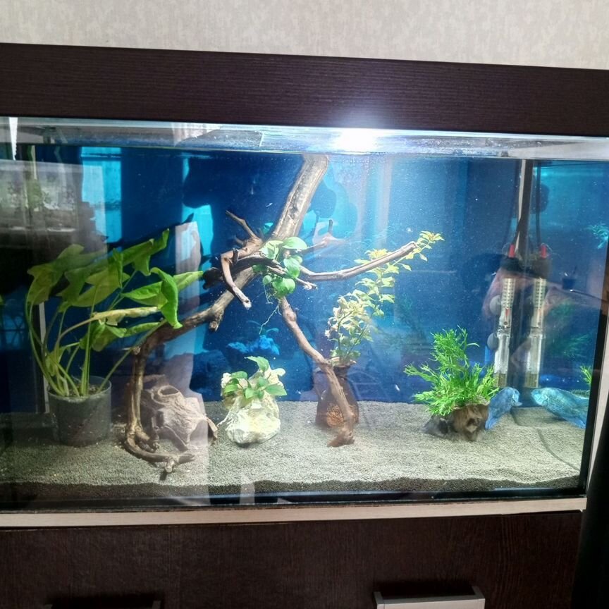 Аквариум на 100 литров