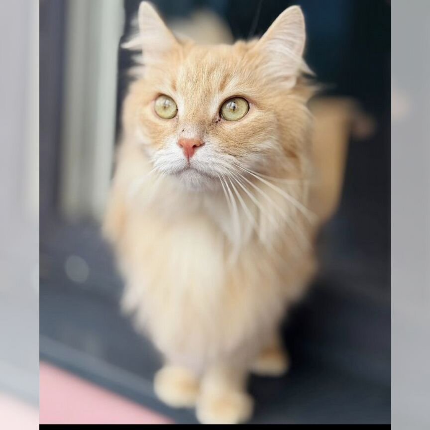 Мейн-кун, взрослый кот