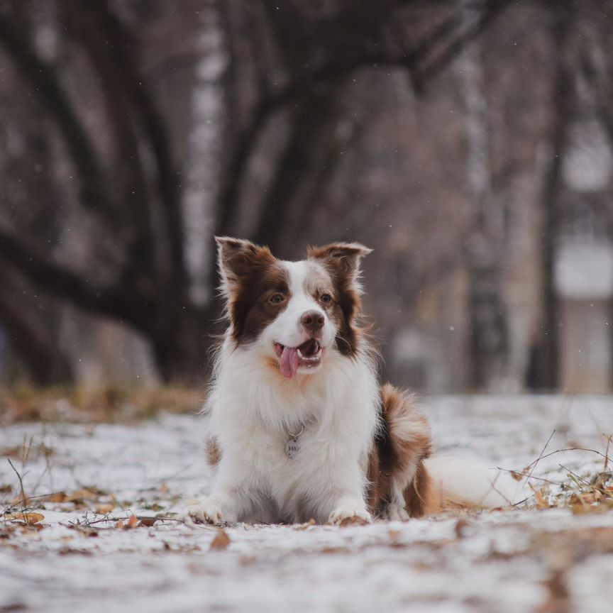 Бордер колли