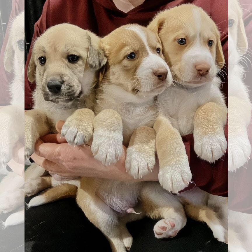 Сибирский хаски, щенок