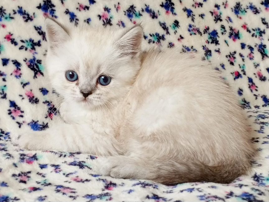 Мальчик британец 1,5 мес