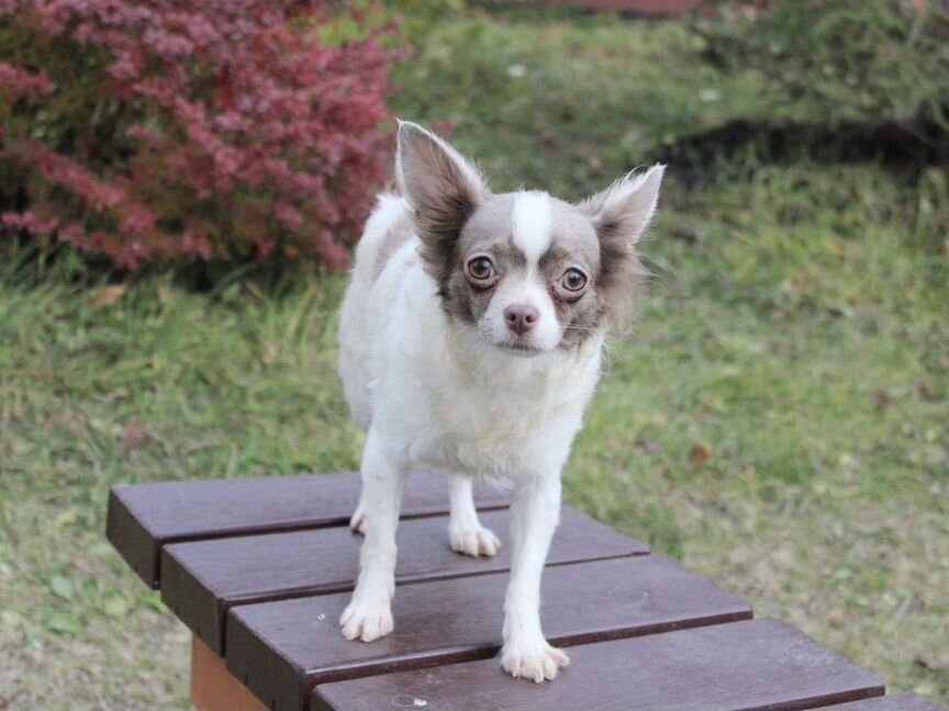 Молодая девочка РКФ