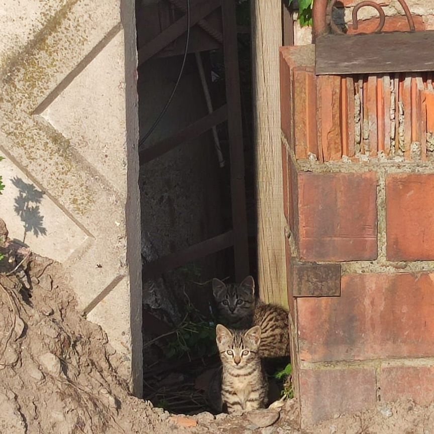 Котята на улице