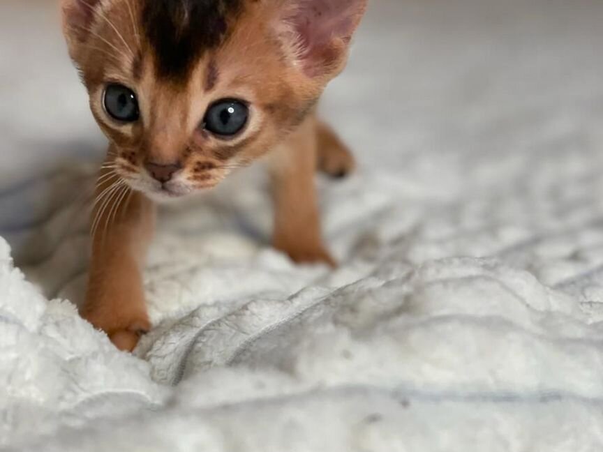 Абиссинский малыш