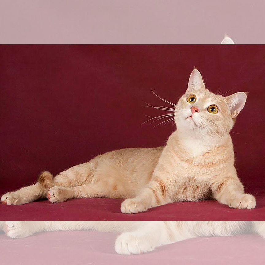 Кот улыбка, кот солнце