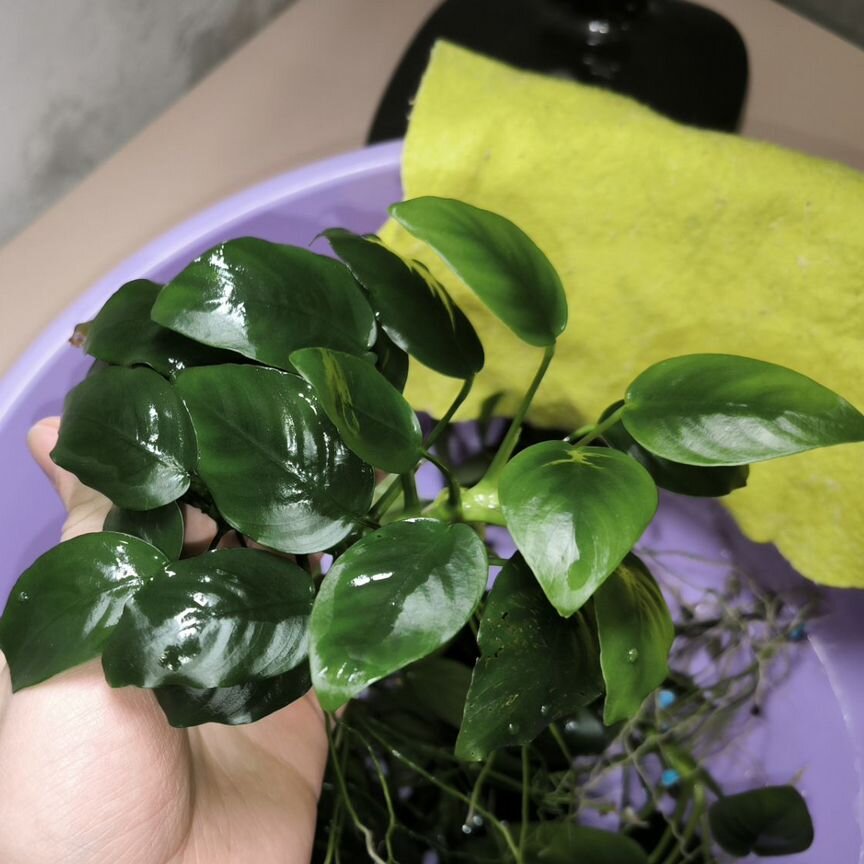 Анубиас Бартера