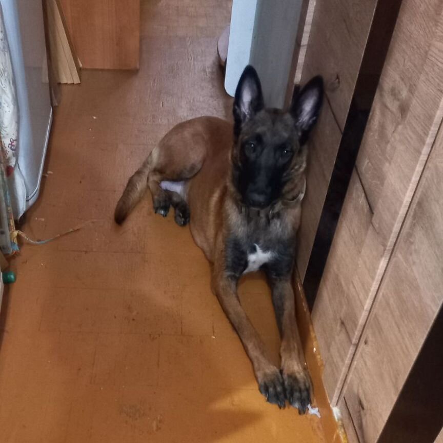 Бельгийская овчарка, взрослая собака