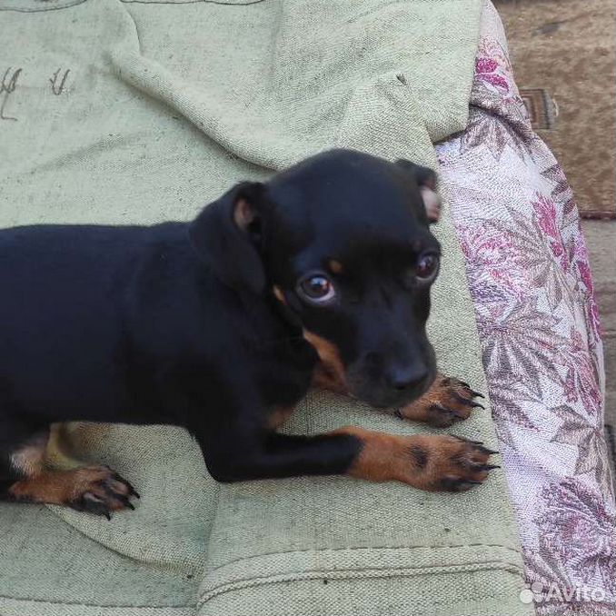 Минитойтерьер