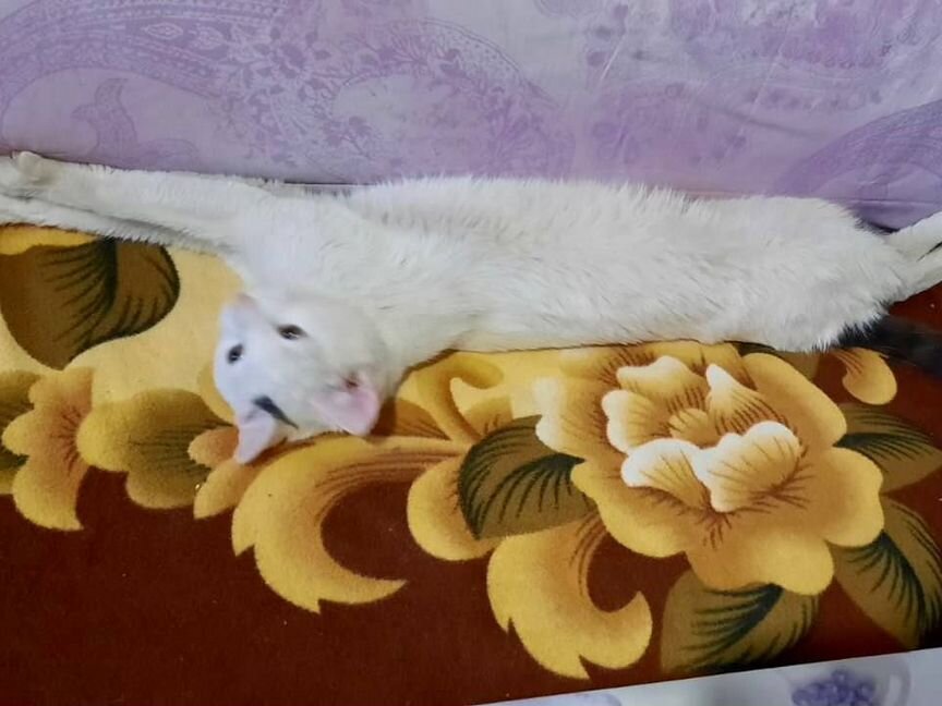 Котик в добрые руки