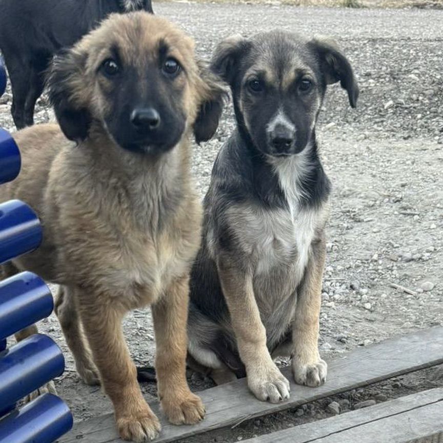 Братик и сестричка в добрые руки