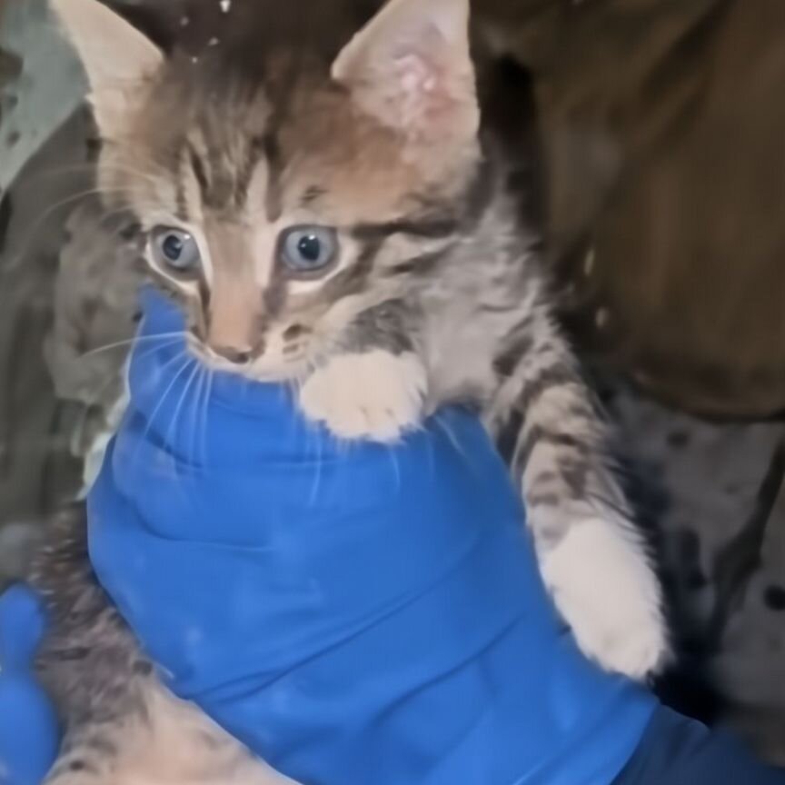 Котёнок в добрые руки