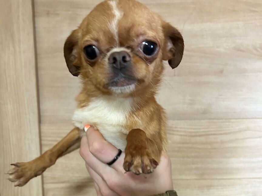 Щенок чихуахуа мальчик