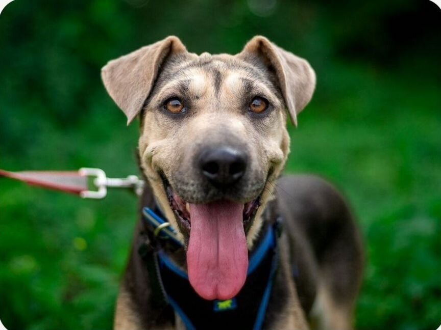 Баффи хочет домой