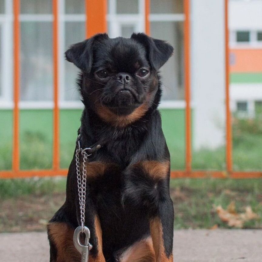 Щенки Брабансончики