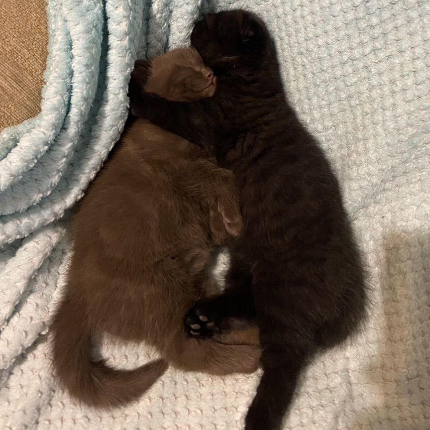 Шотландские котята