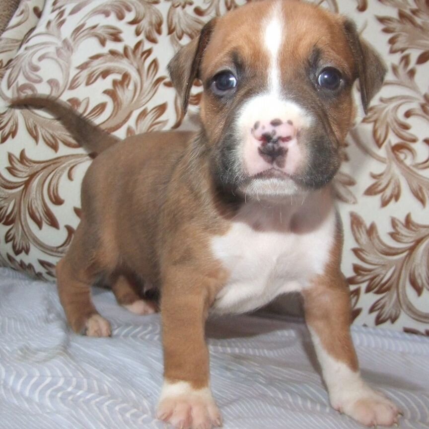 Американский стаффордширский терьер