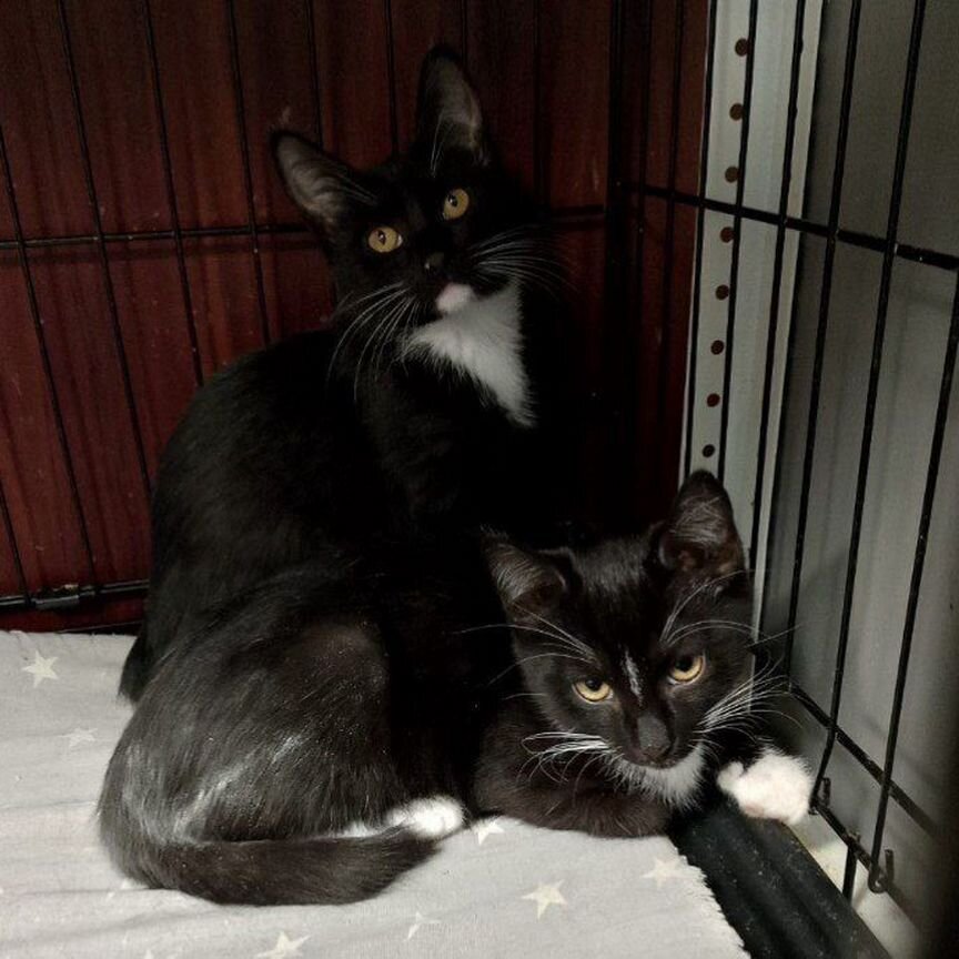 Маркизики в добрые руки