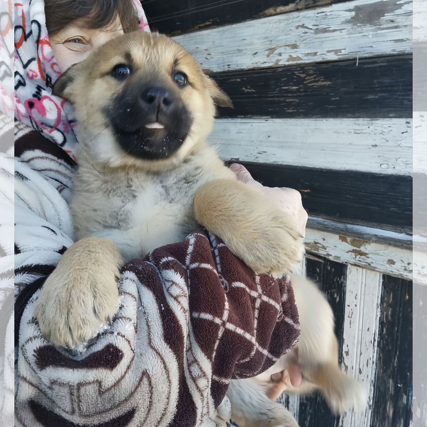 Древесная теннессийская тигровая собака, щенок