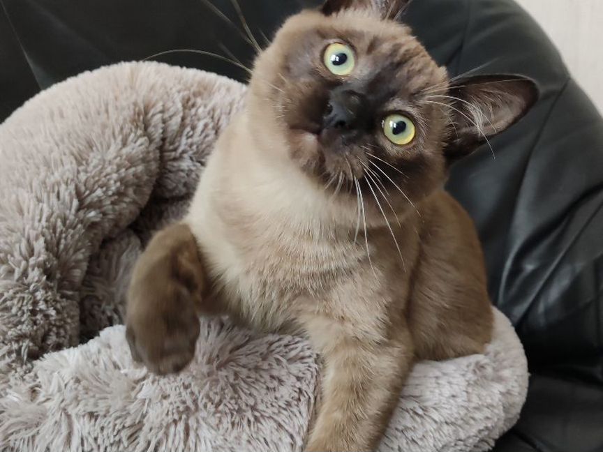 Котёнок Гафф 6 мес