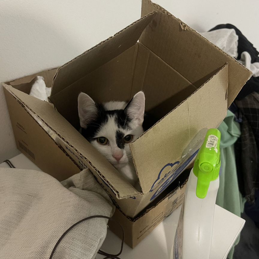 Русский голубой котёнок