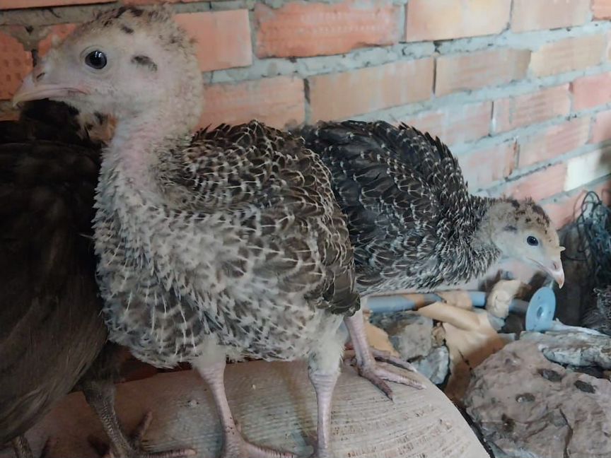 Индюшки и гуси