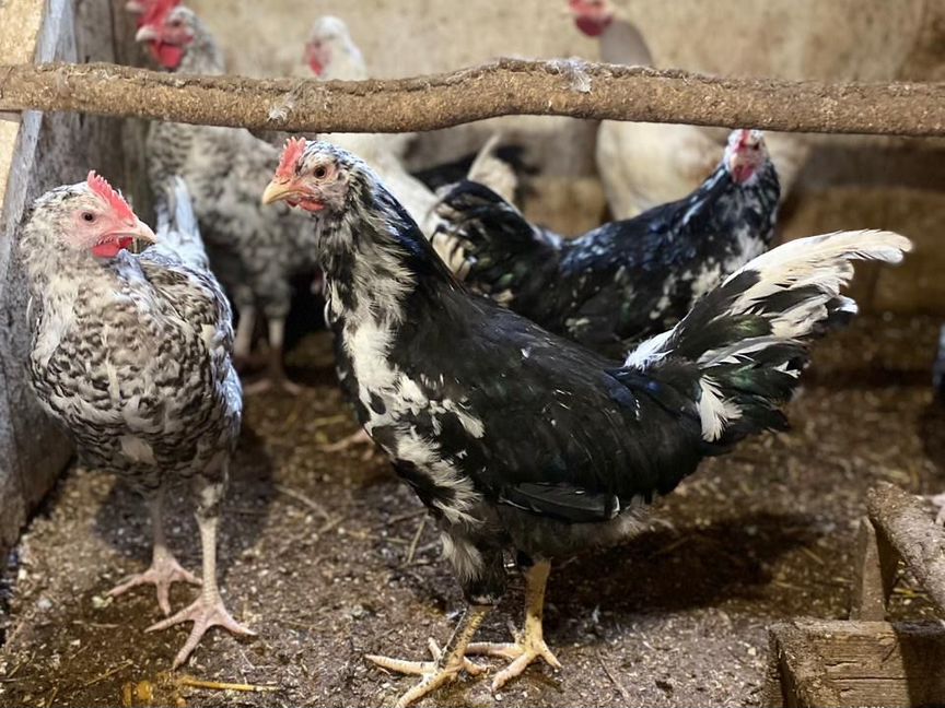 Молодые петухи