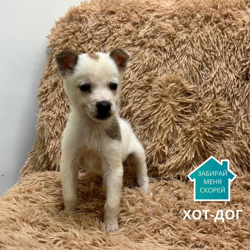 Щенок в добрые руки