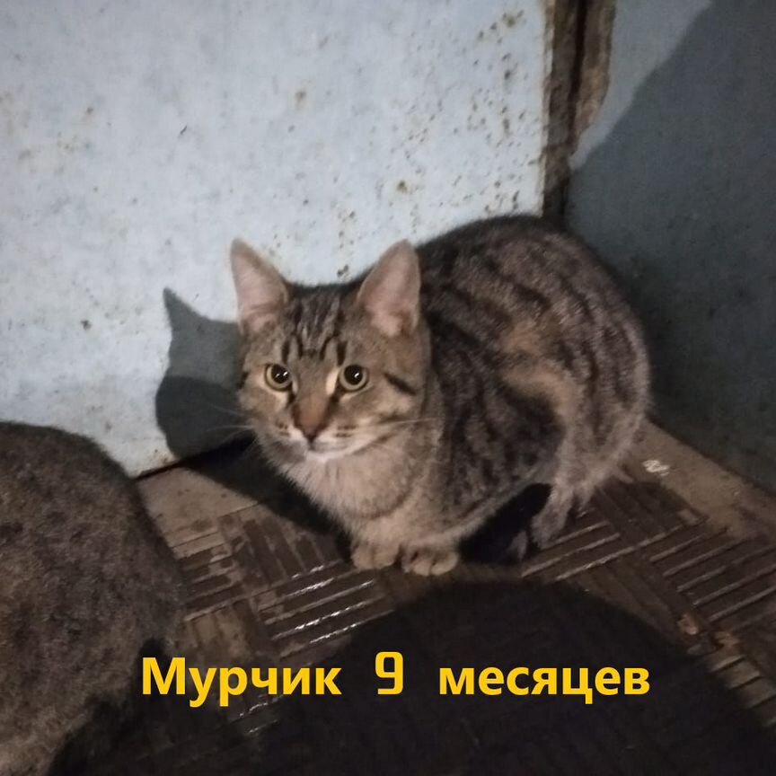 Бездомные котята ищут дом Самара