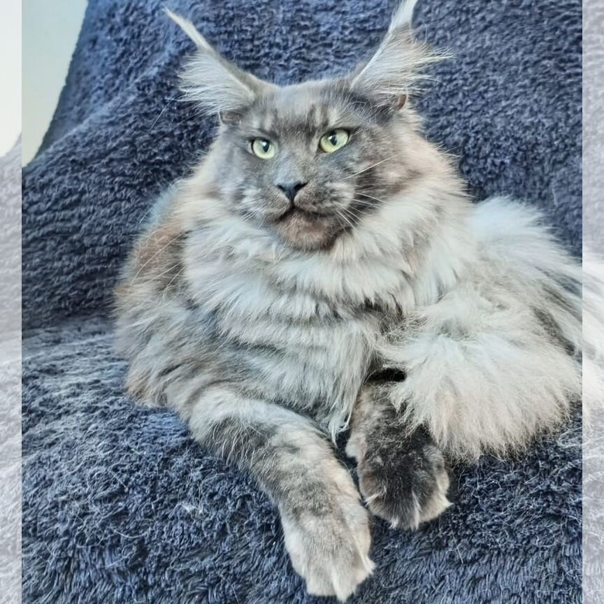 Мейн-кун котёнок