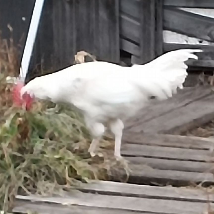 Обменяю петухов 3,5месяца на курочек