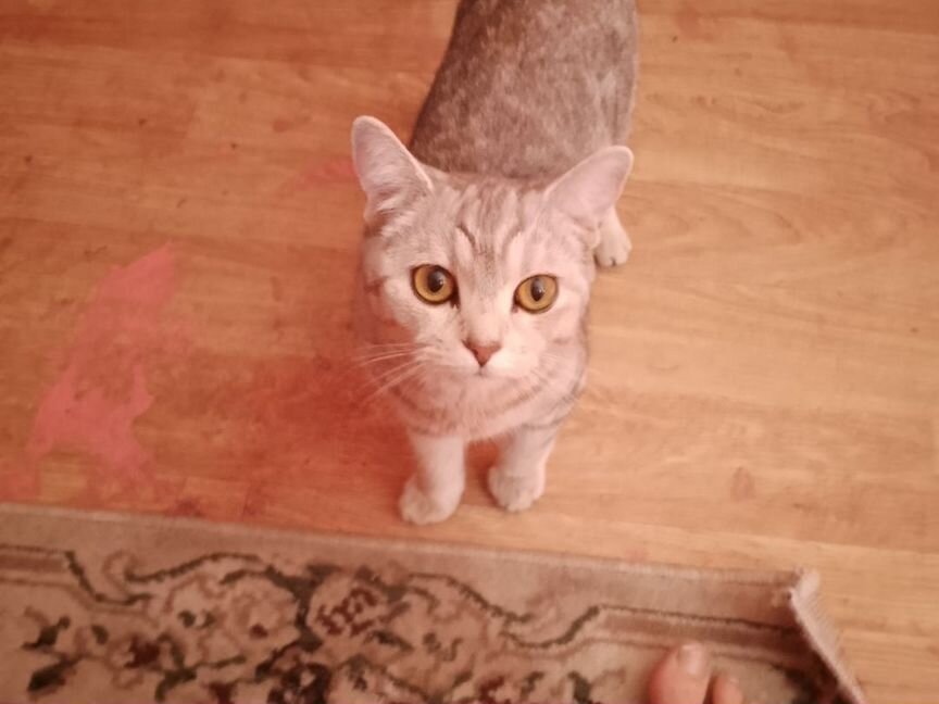 Британская кошка