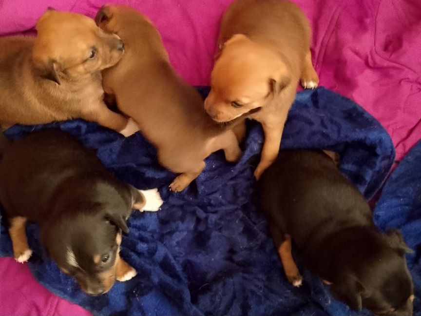 Той-терьер щенки