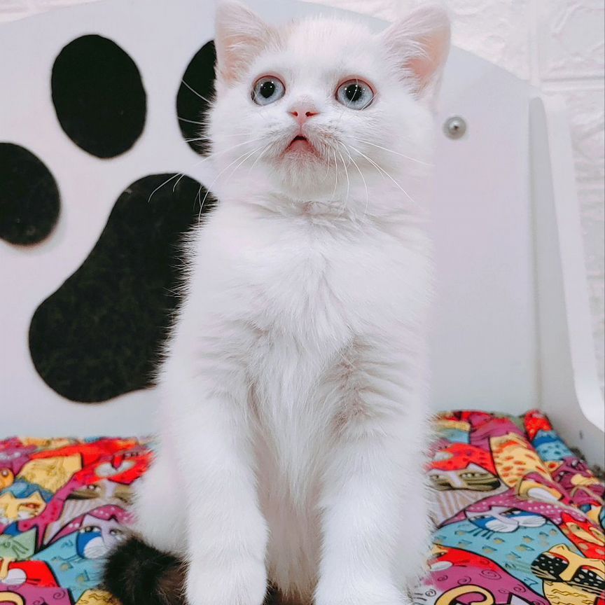 Голубоглазая куколка