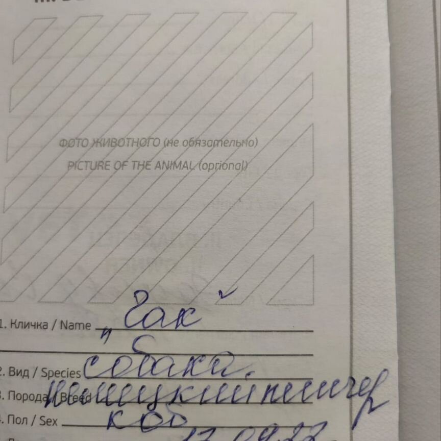 Собака в добрые руки отдам бесплатно