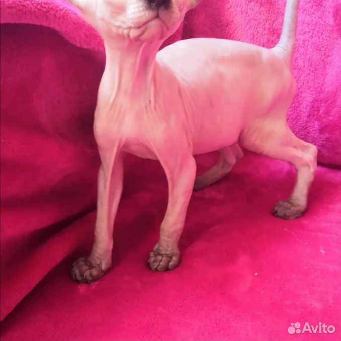 Канадский сфинкс две девочки