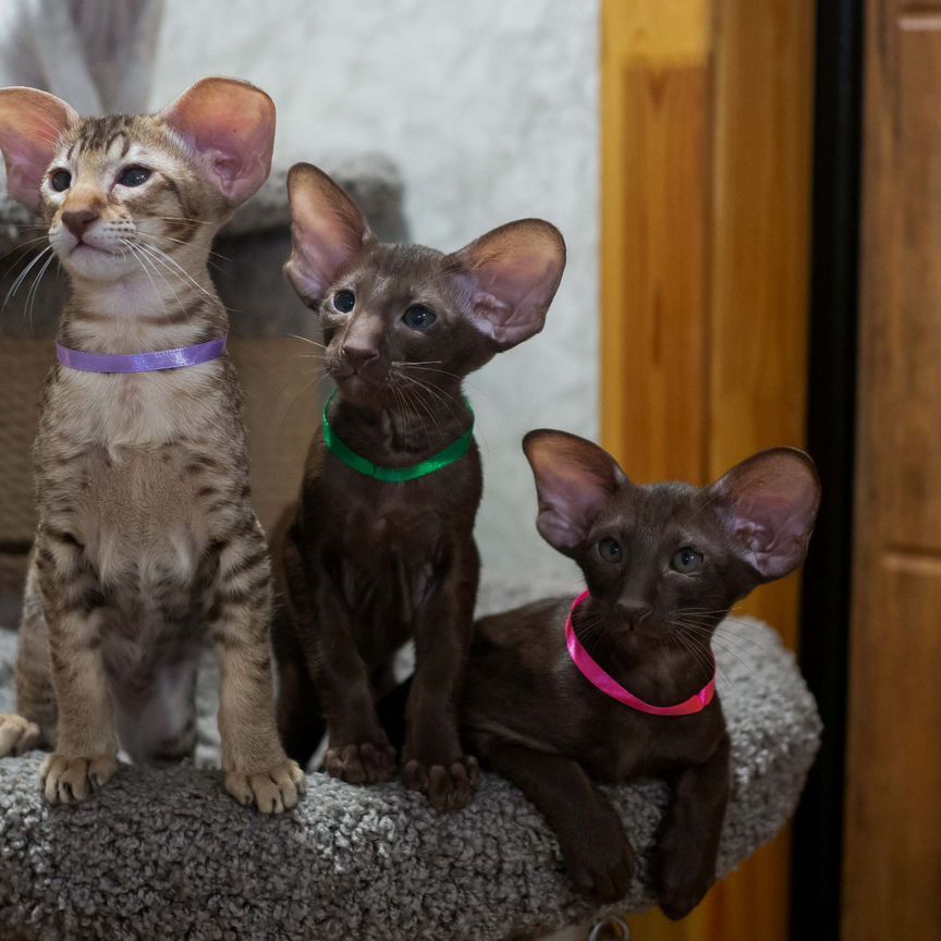 Сиамы и ориенталы