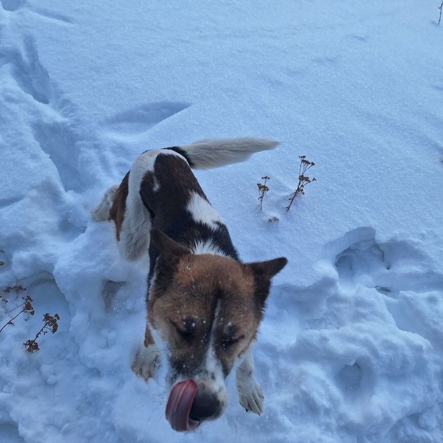 Акита помесь