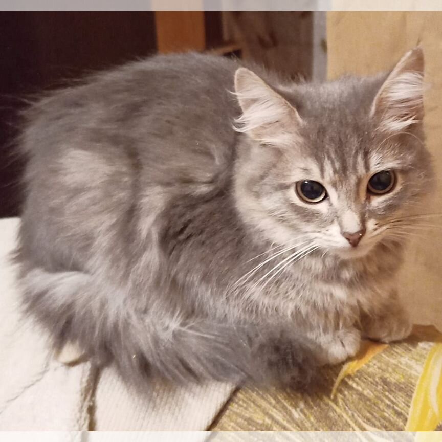 Котята в добрые руки 2.5 месяца