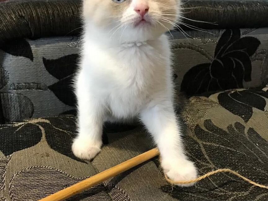 Котенок мальчик ищет дом