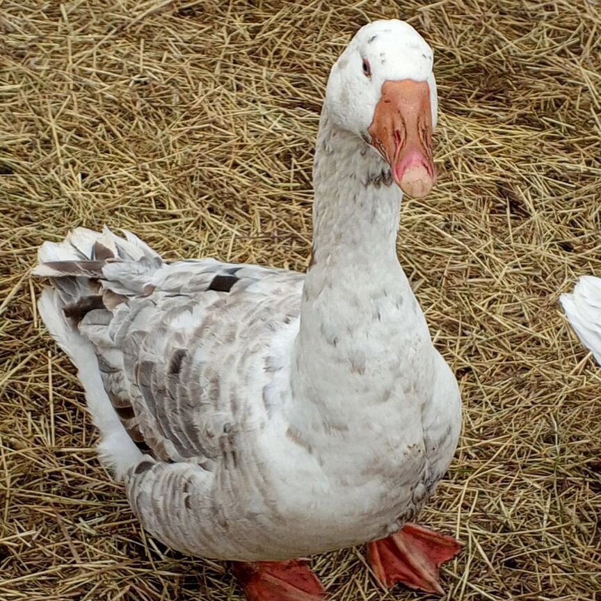 Гусак молодой