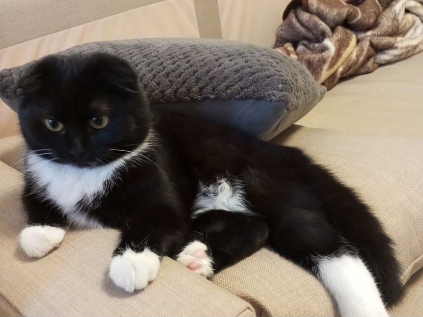 Шотландская вислоухая кошка в добрые руки