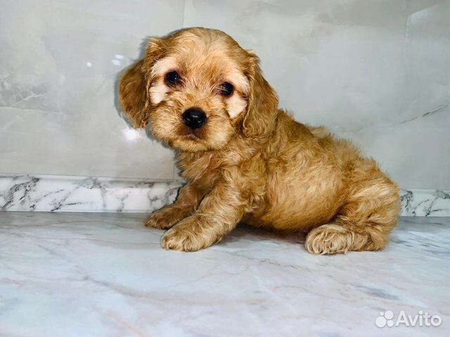 Коко Мега пу