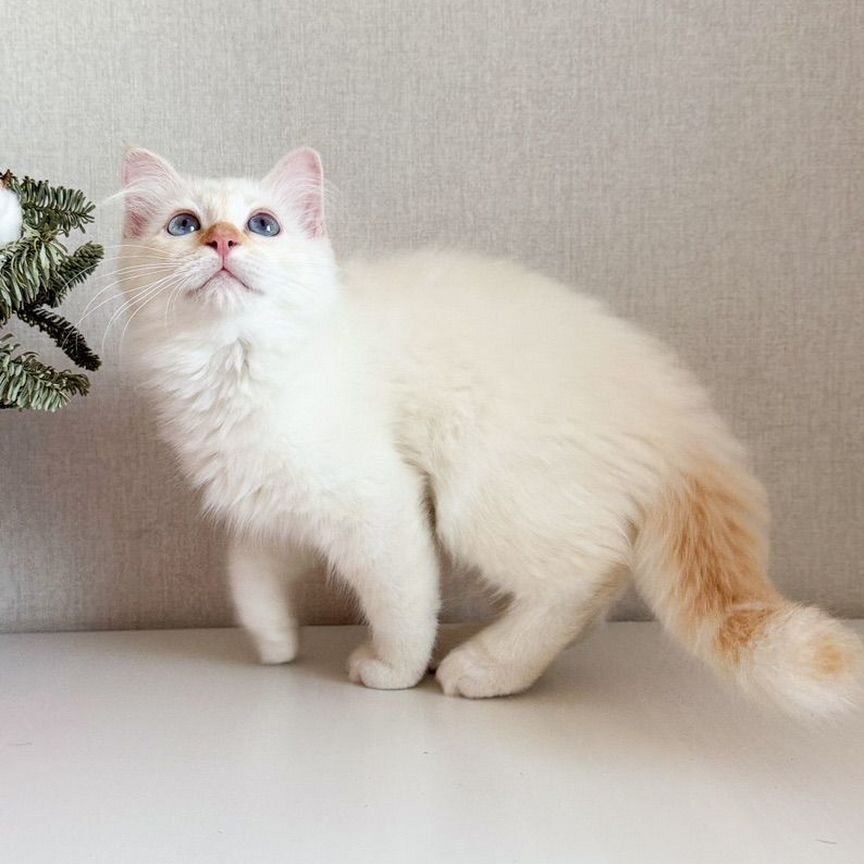 Котята Священная бирма