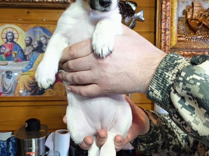 Джек Рассел терьер две прекрасные девочки