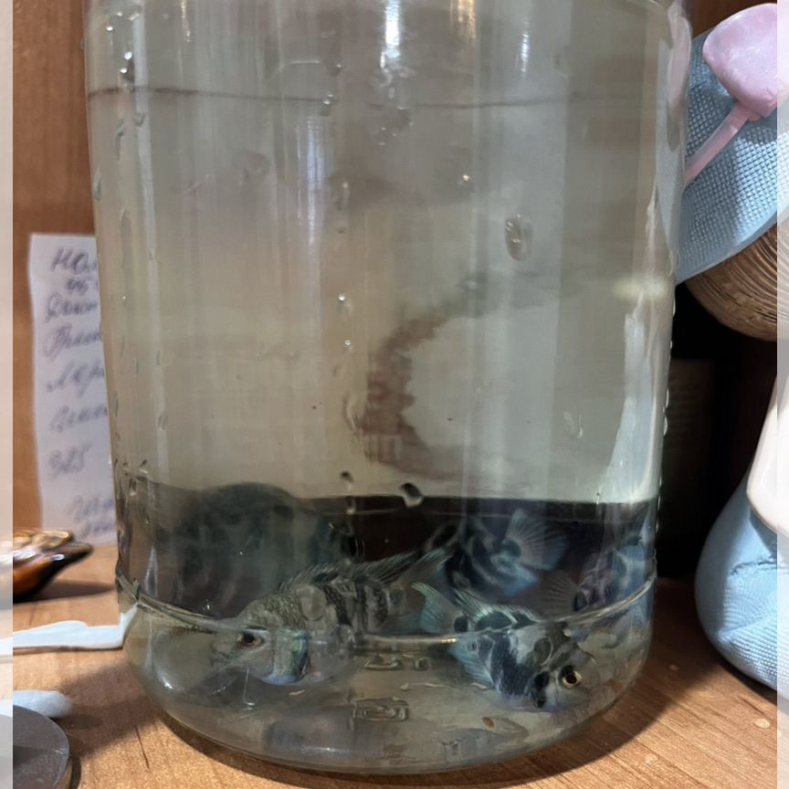 Рыбка попугай