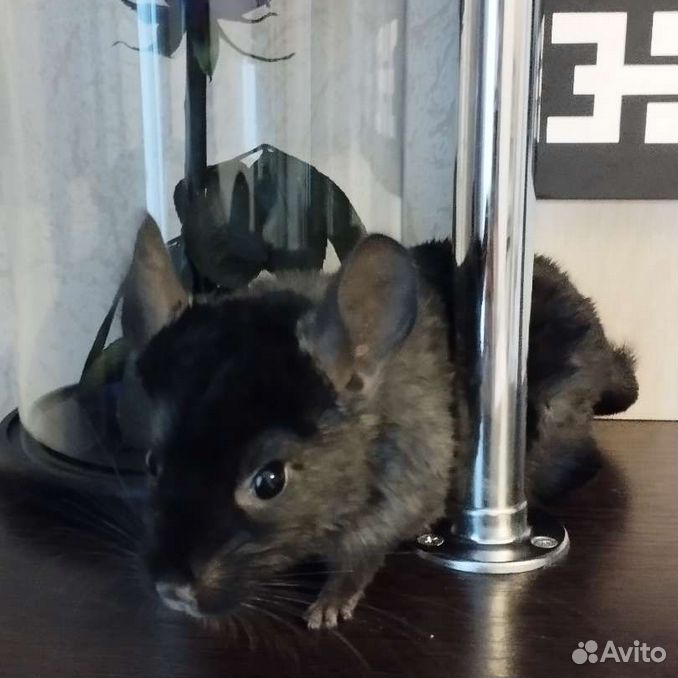 Шиншилла эбони