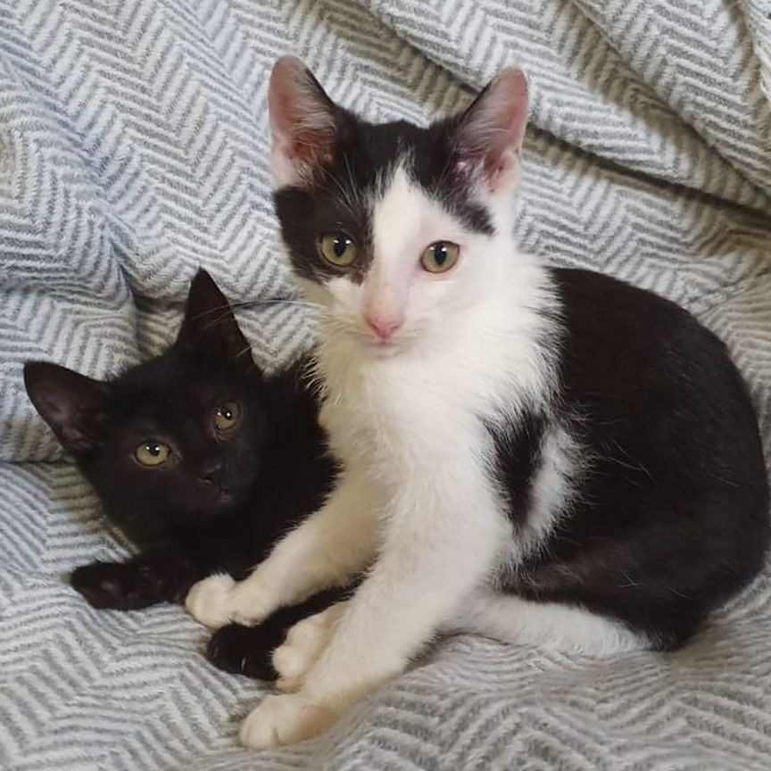 Котята в добрые руки бесплатно