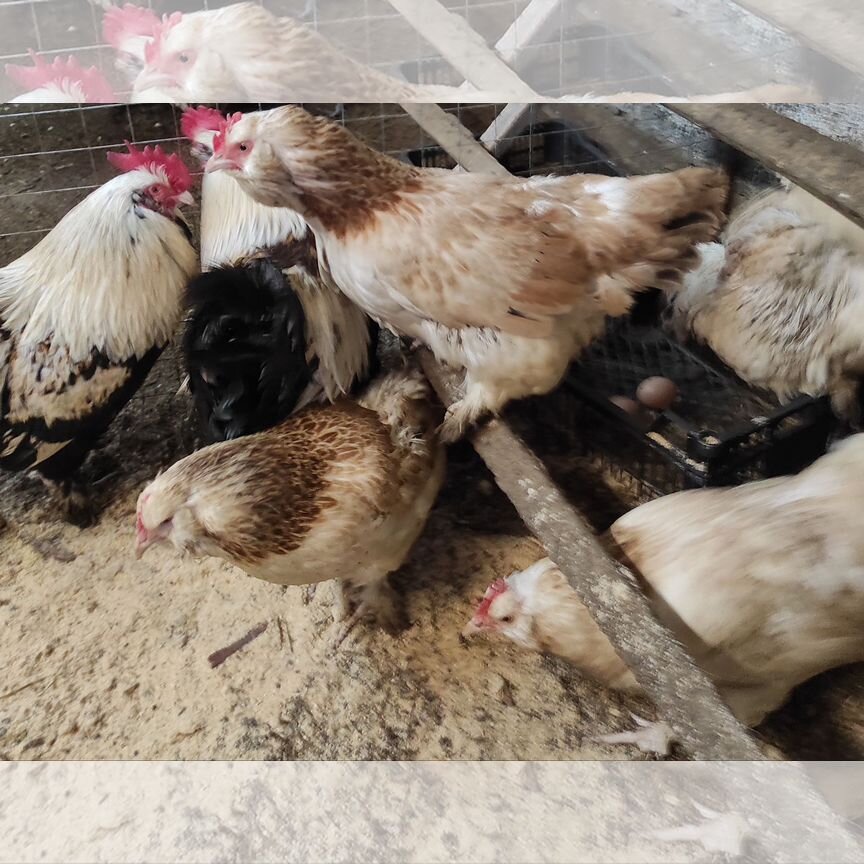 Семья лососевой фавероли